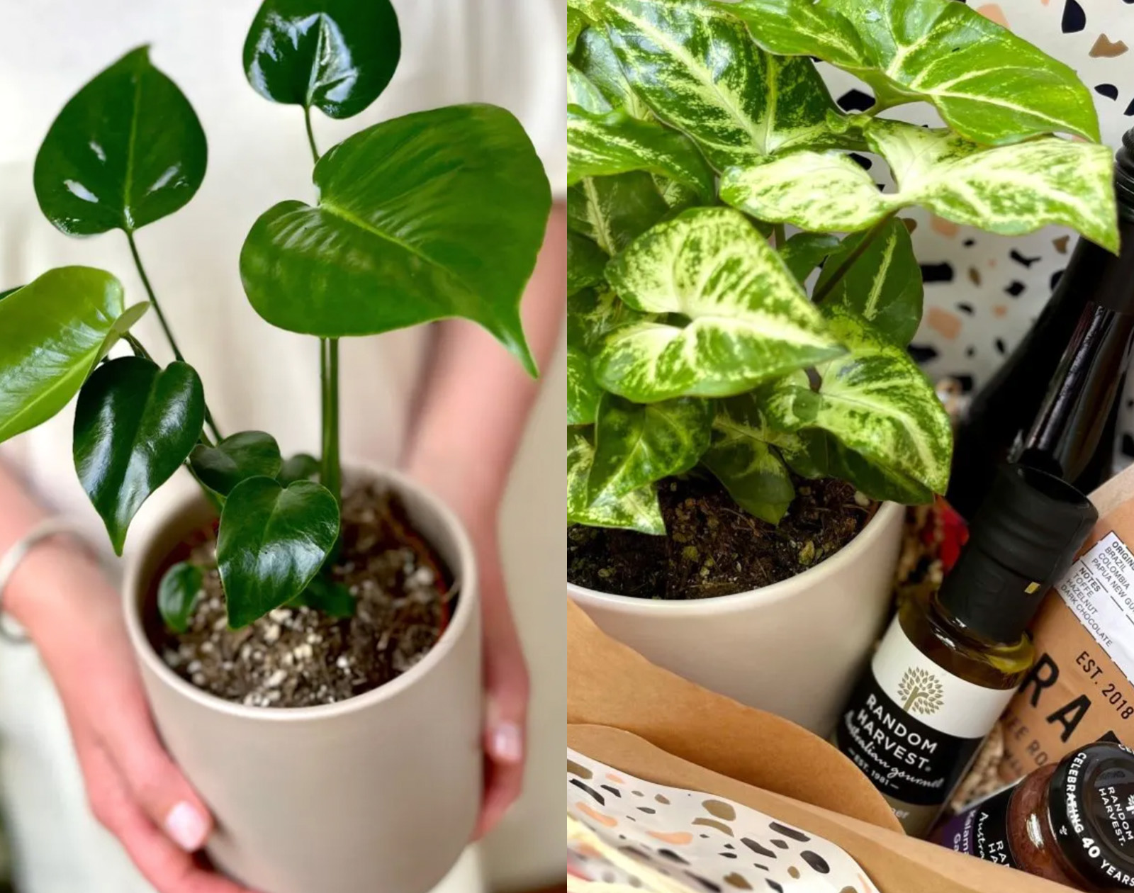 indoor plant co voucher • frankie magazine • australian fashion ...