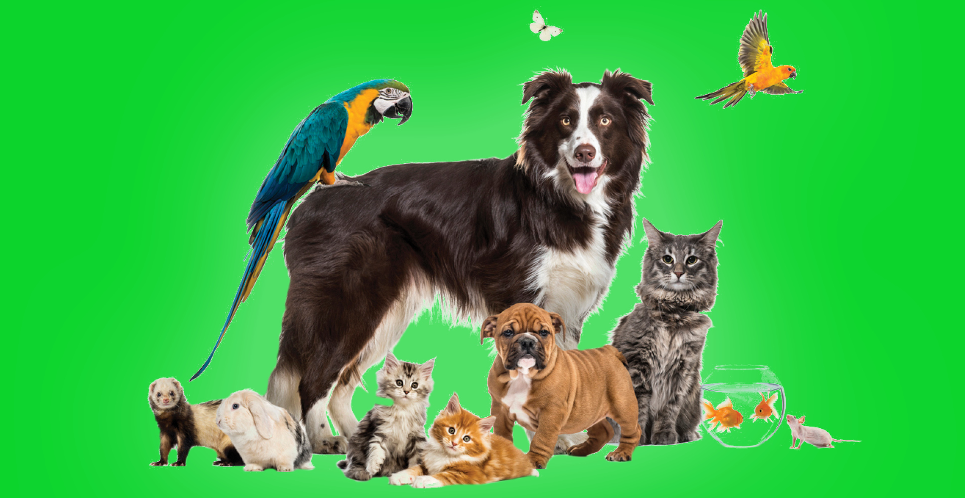 Do you have a pet?