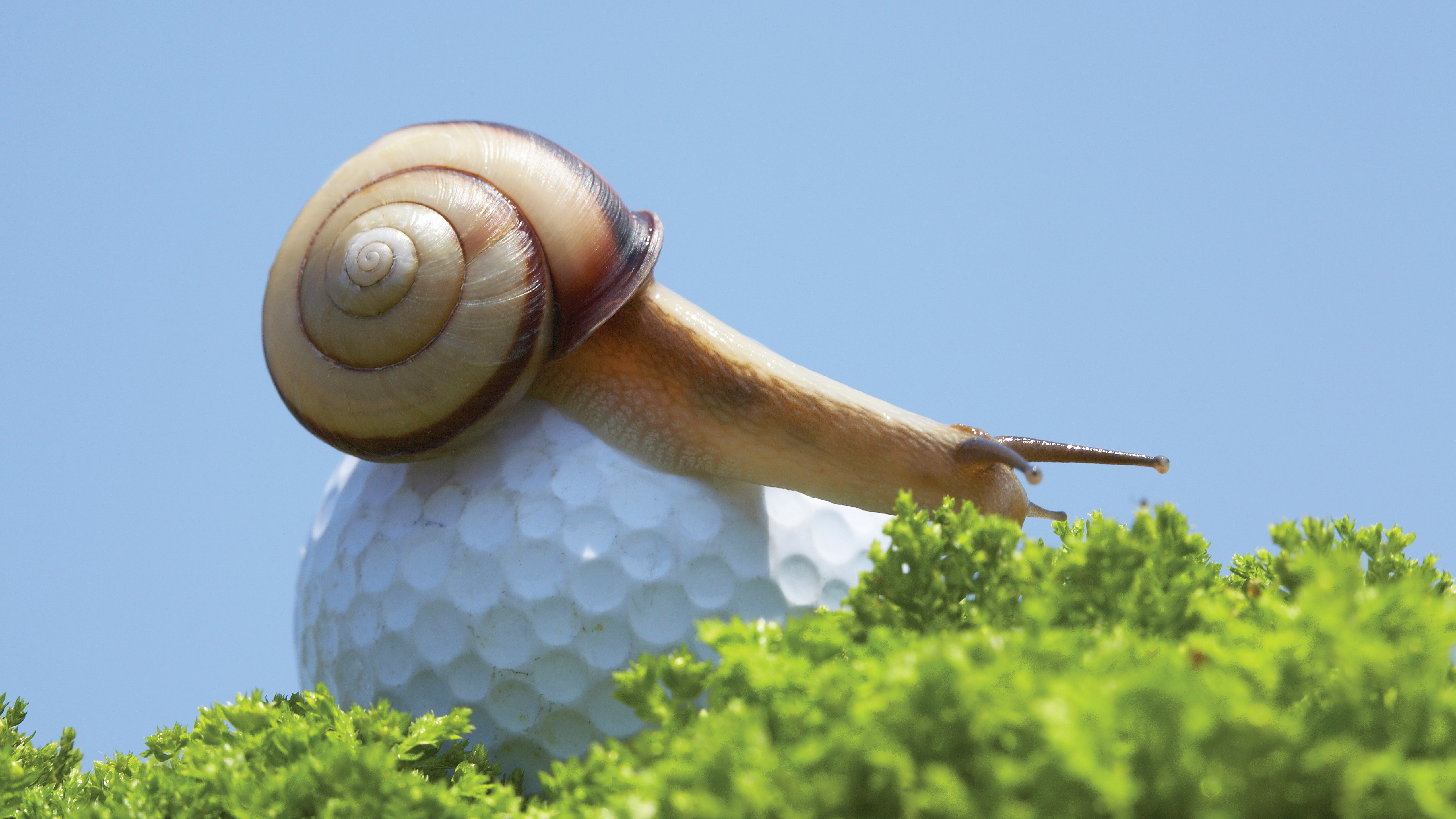 Slow Pokes: The solutions to slow play - Golf Australia Magazine
