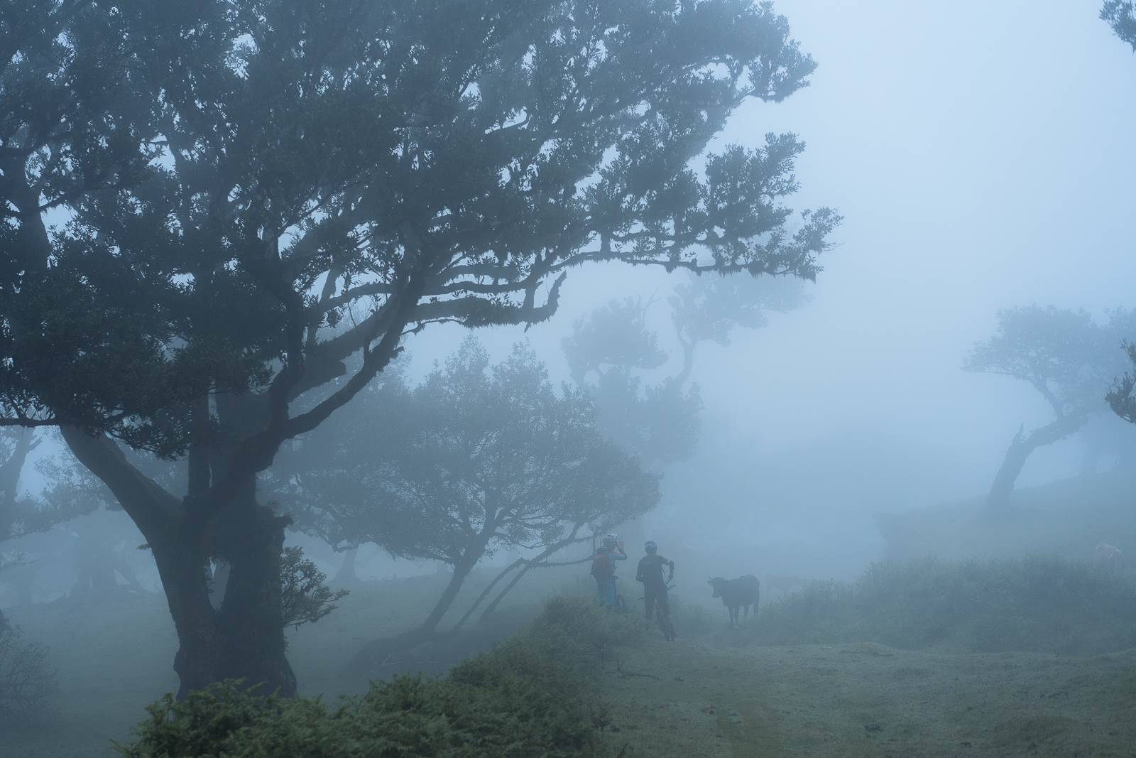 Trans Madeira - Australian Mountain Bike | The home for Australian ...