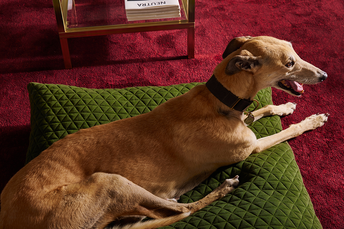 doze makes swish dog beds • interiors • frankie magazine • frankie ...