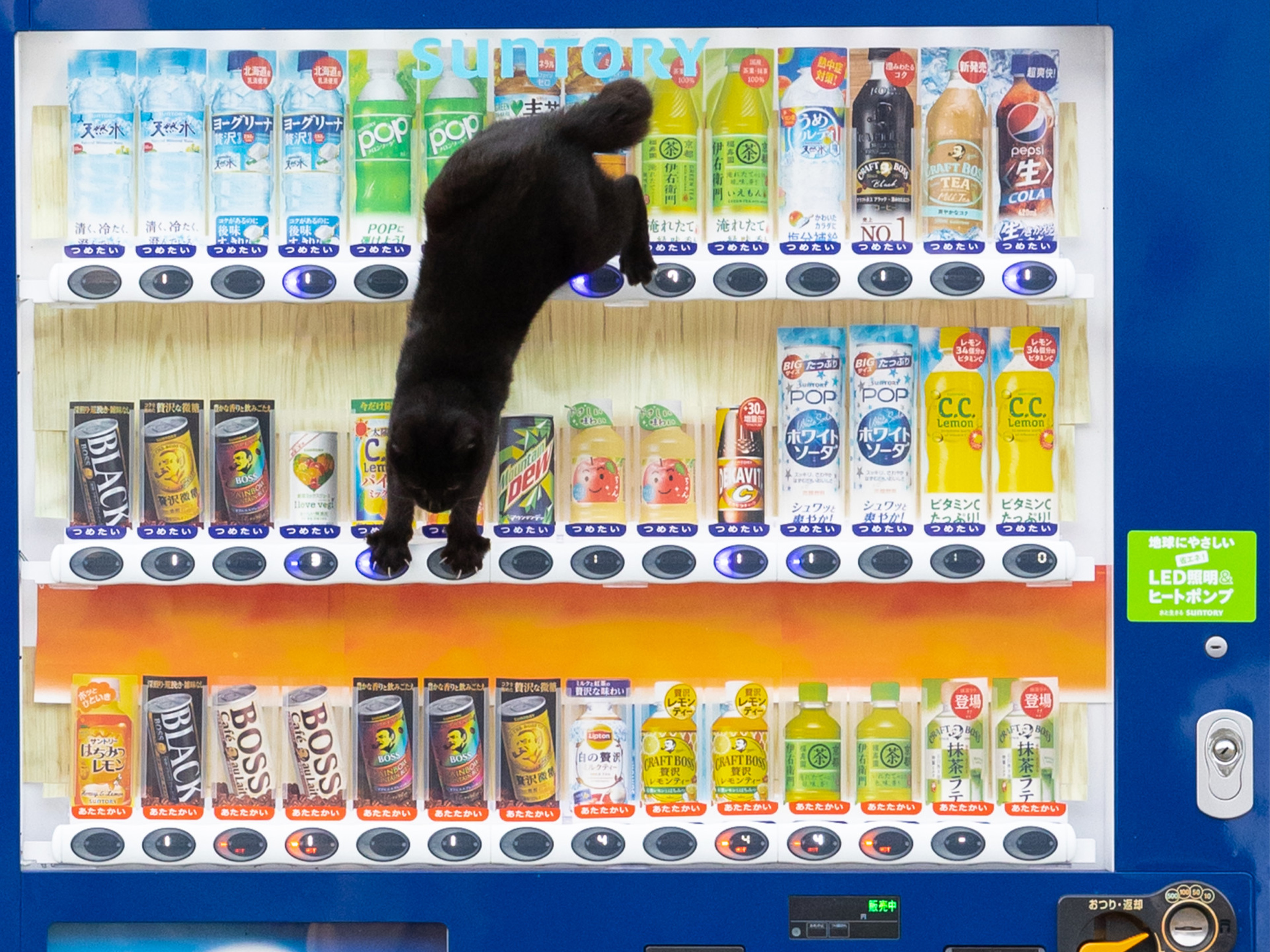 the secret lives of japan’s feline residents • photography • frankie ...