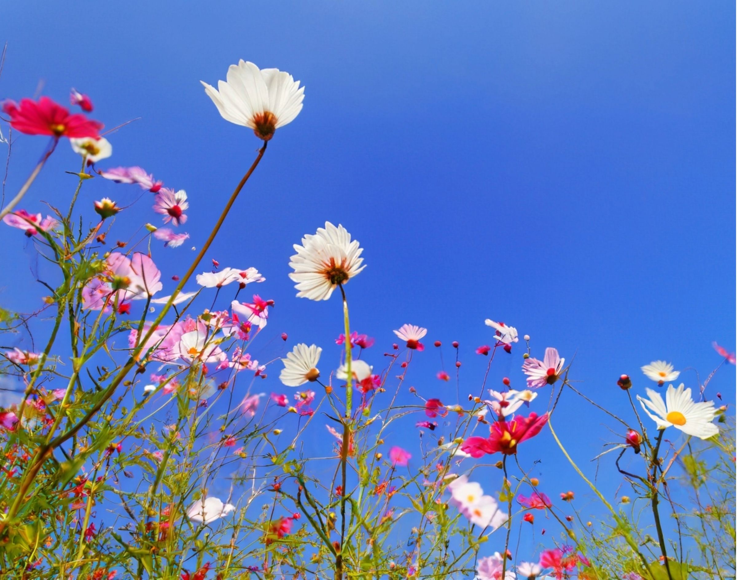 scribble club gallery: flower power with adobe firefly • art • frankie ...