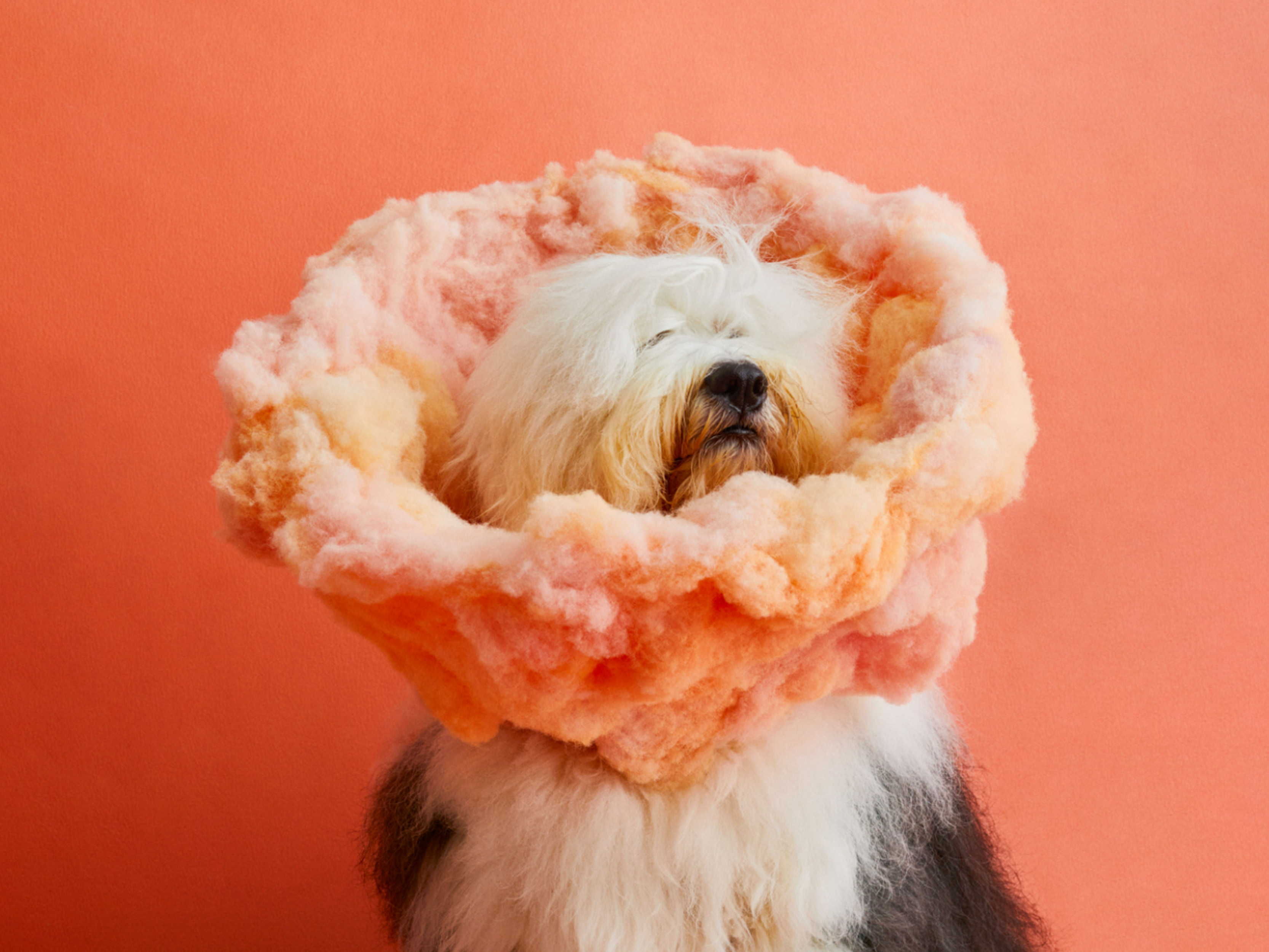 winnie au puts pups on display • photography • frankie magazine • australian fashion magazine online