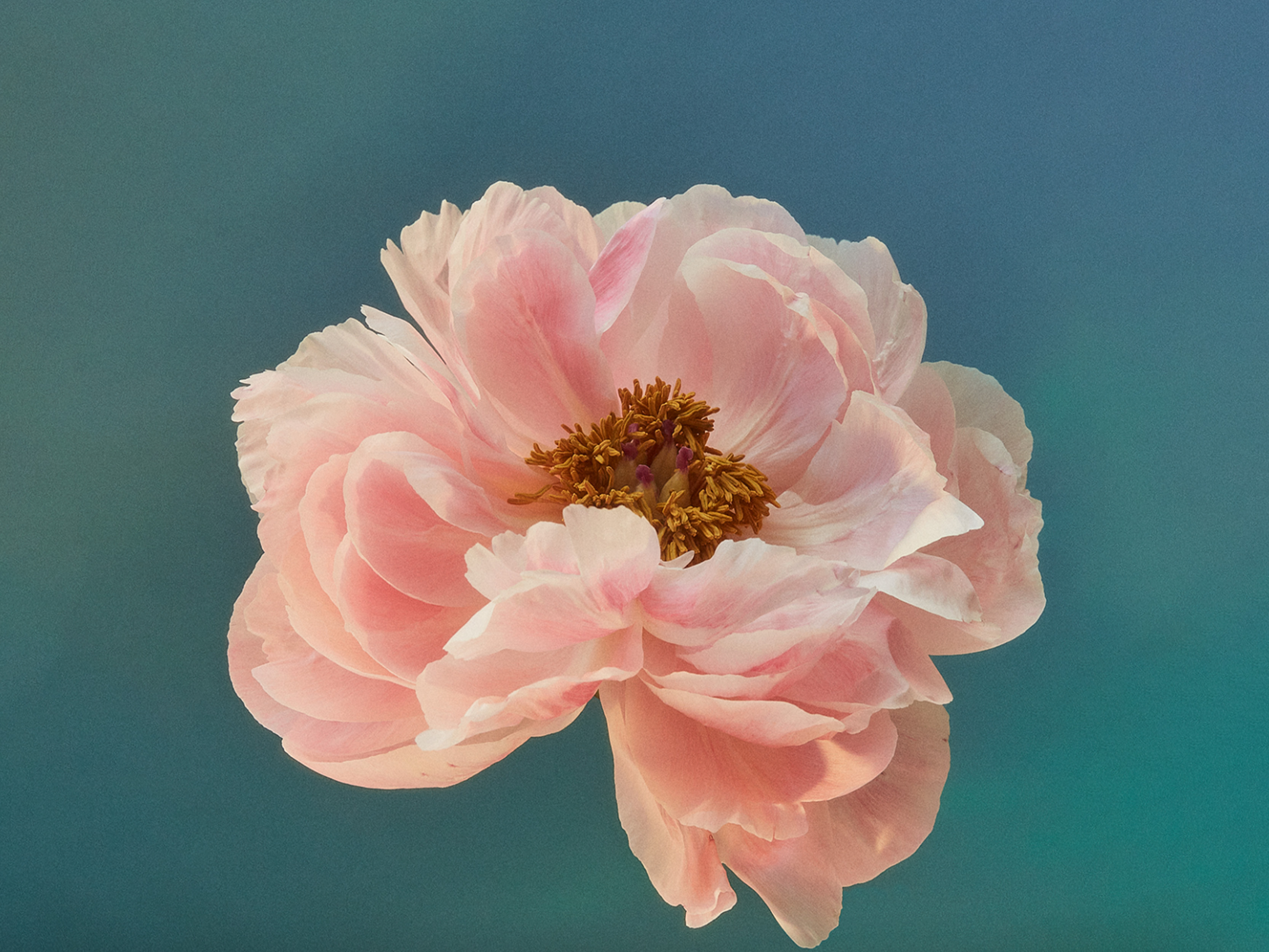 shutterbug doan ly snaps beautiful botanicals • photography • frankie ...