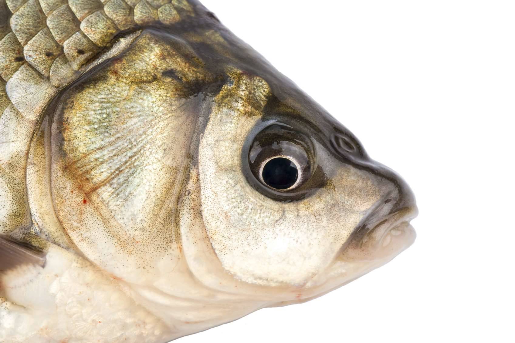 Why conservationists are using facial recognition on fish - iTnews