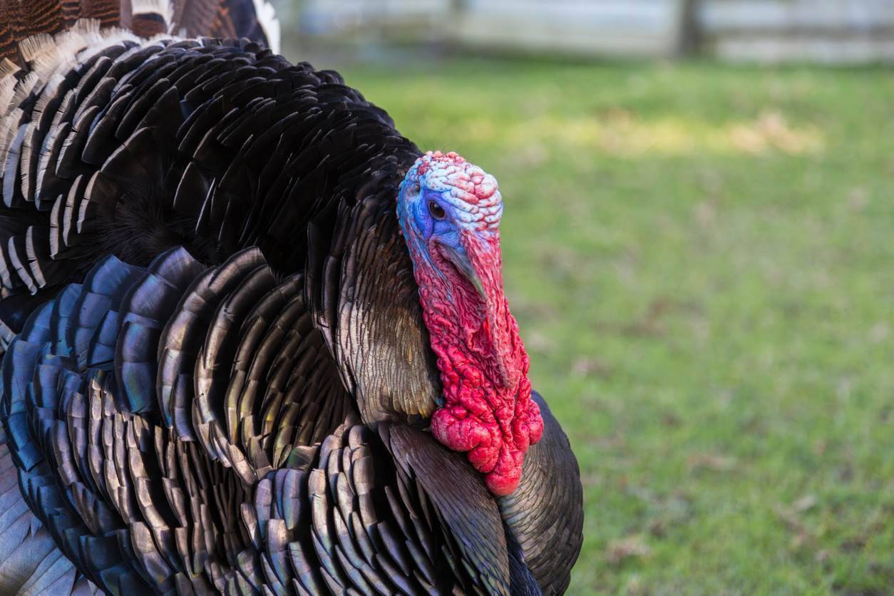 Lessons from government's biggest tech turkeys of 2018 - iTnews