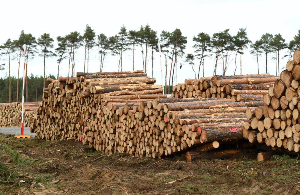 Tesla resumes tree cutting in Germany to build Gigafactory - iTnews