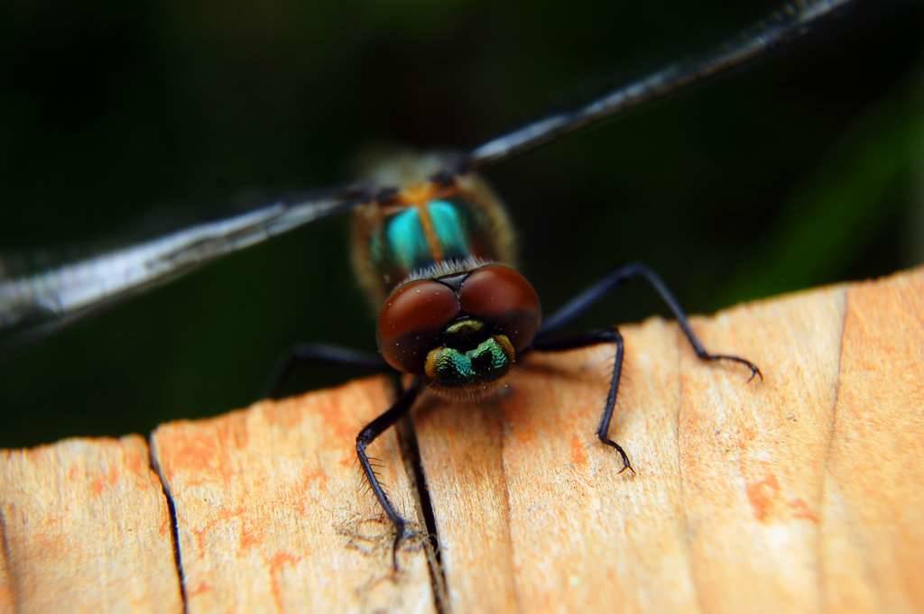 Virtual Reality Gives You Animal Vision | Computing | Tech | Australian ...