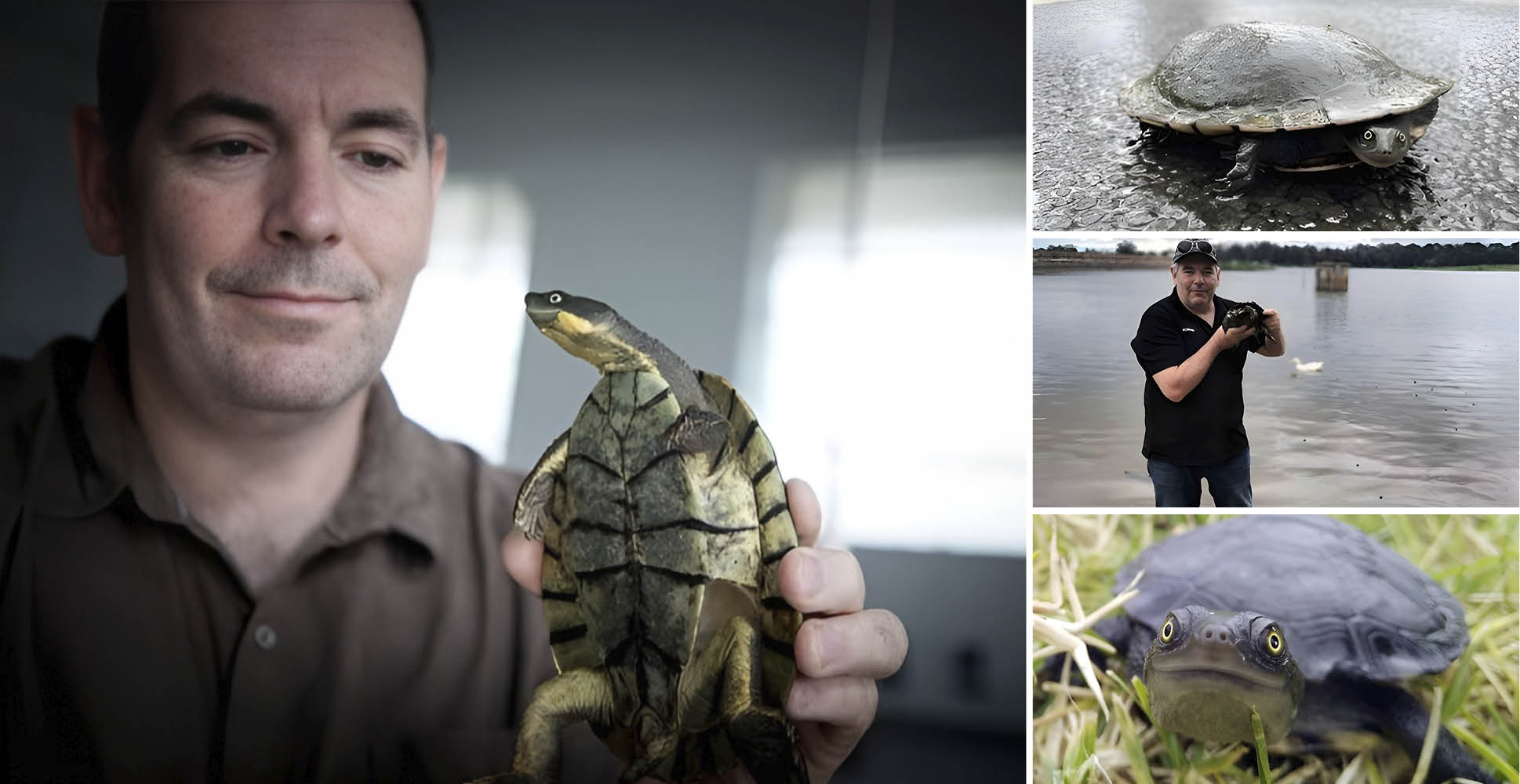 Meet A Totally Awesome Turtle Expert