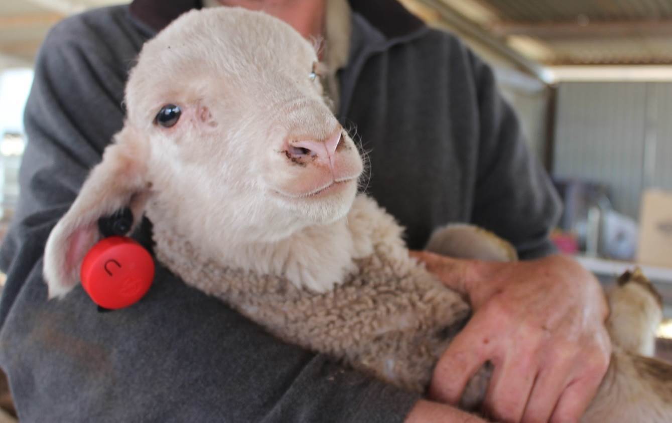 IoT helping to establish pedigree of lambs - News - IoT Hub