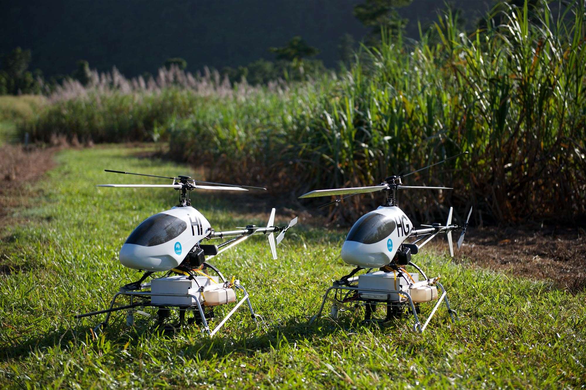 CSIRO drones tackle rainforest weeds - iTnews