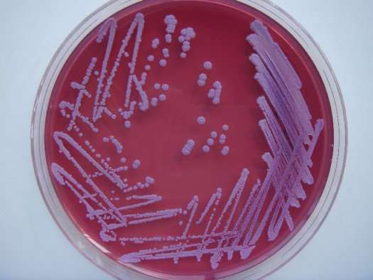 Bacteria Can Quickly Swap Genes With Each Other Through A Global ...