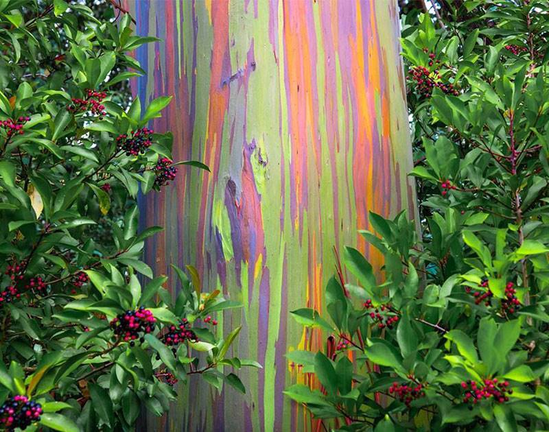 the real-life trees that look like paintings • travel • frankie ...