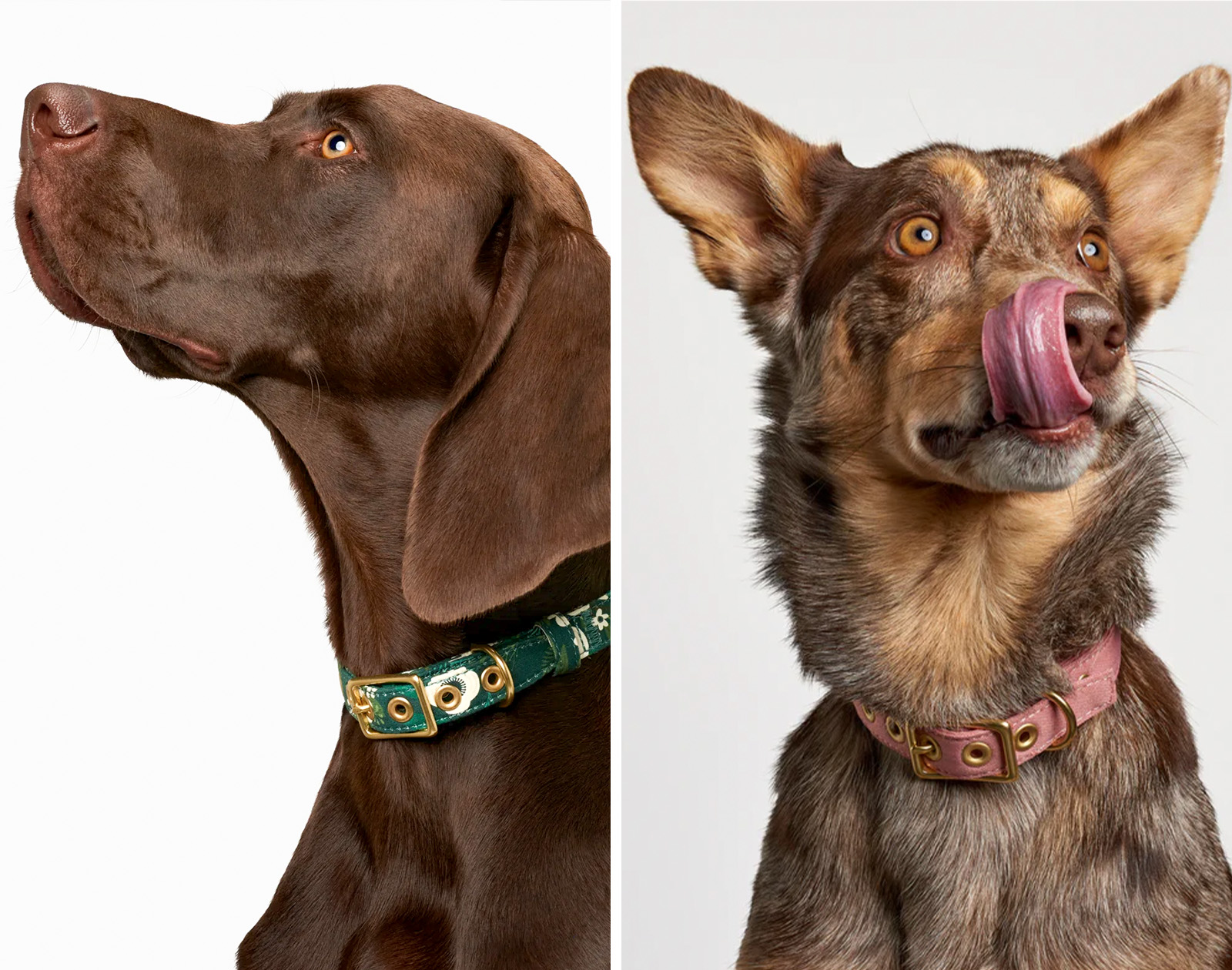 stylish collars for your pooch • life • frankie magazine • australian ...