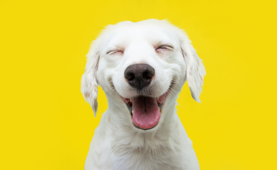 How to boost your dog's mood - Mind - Prevention Australia