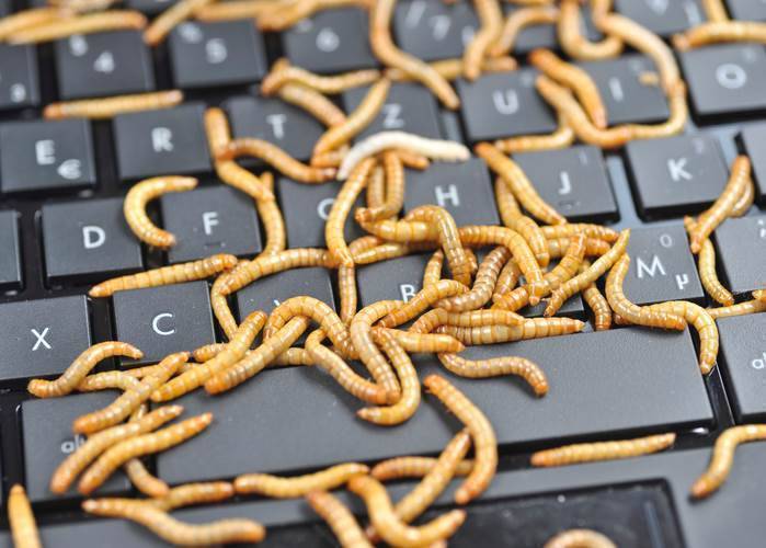 Database destroying worm menaces Linux and Windows servers - iTnews