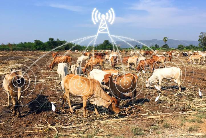 IoT-enabled cows! Will humans follow? - News - IoT Hub