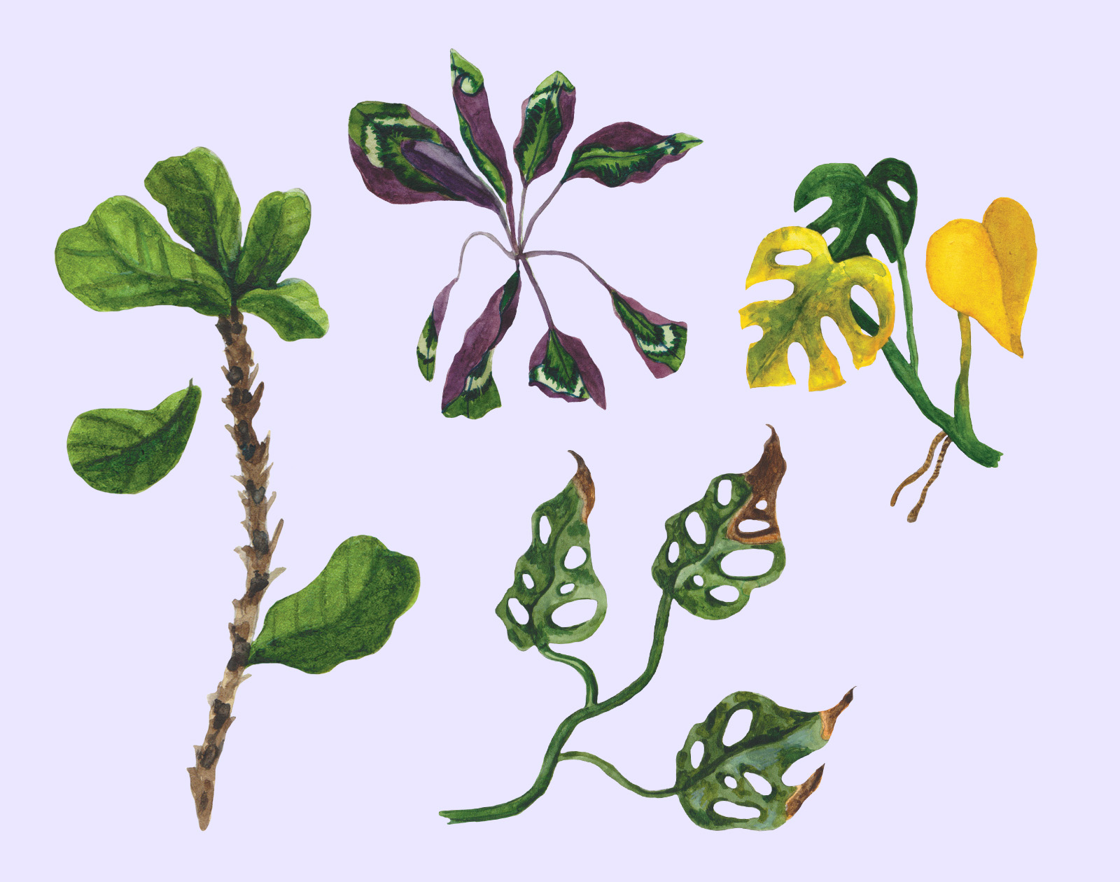 how to diagnose your indoor plant problems • life • frankie magazine ...