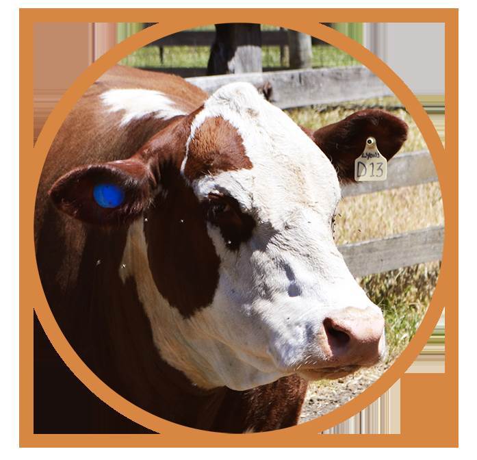 Smart tags help keep tabs on cattle - News - Products - IoT Hub