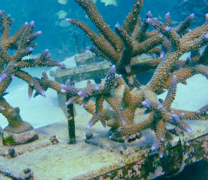 Case study: Coral Maker leverages automation to speed up production ...
