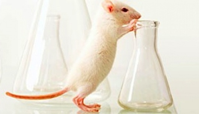 Science Facts For Lab Rats – K-Zone