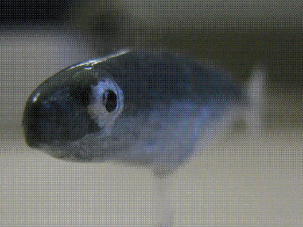 Robotic fish school the rest - iTnews